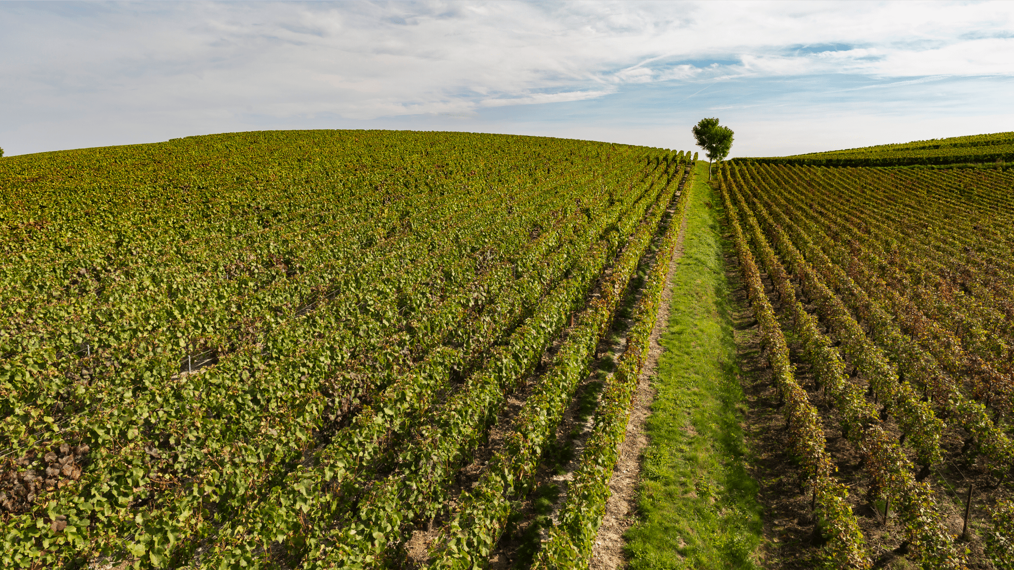 Certifications site de Reims - Terroirs & Vignerons de Champagne